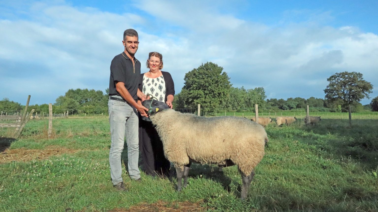 LE CONCOURS NATIONAL MOUTON BLEU DU MAINE, UNE RACE LOCALE - Le Petit ...