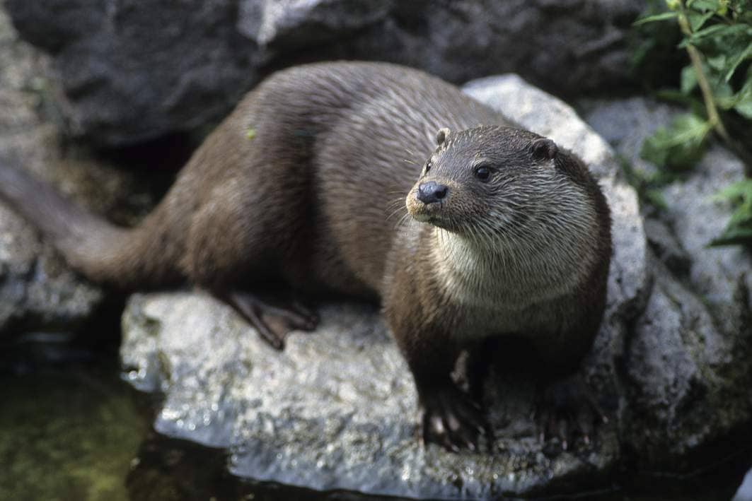Zoom sur : La loutre d'Europe - Le Petit Sarthois